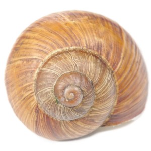 Snail Anatomy Explained: All About Gastropod Physiology