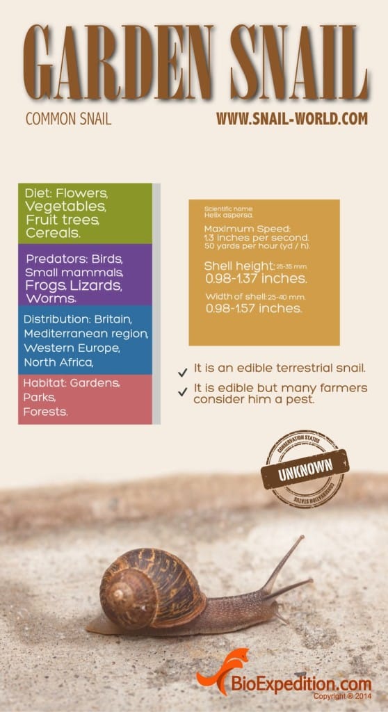Interesting Facts About Snails Uk